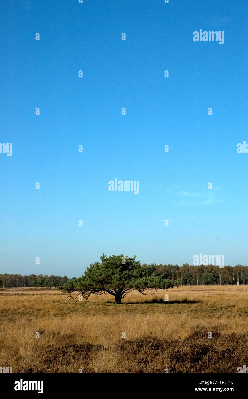 Nederland hi-res stock photography and images - Alamy