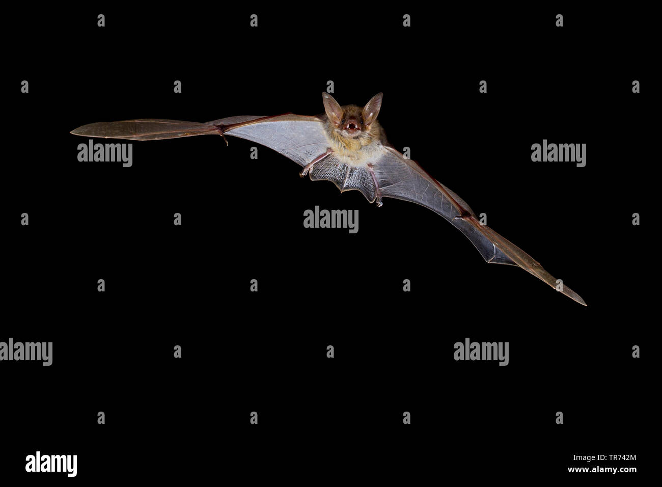 Greater Mouse-eared bat, Large Mouse-Eared Bat (Myotis myotis), hunting ...