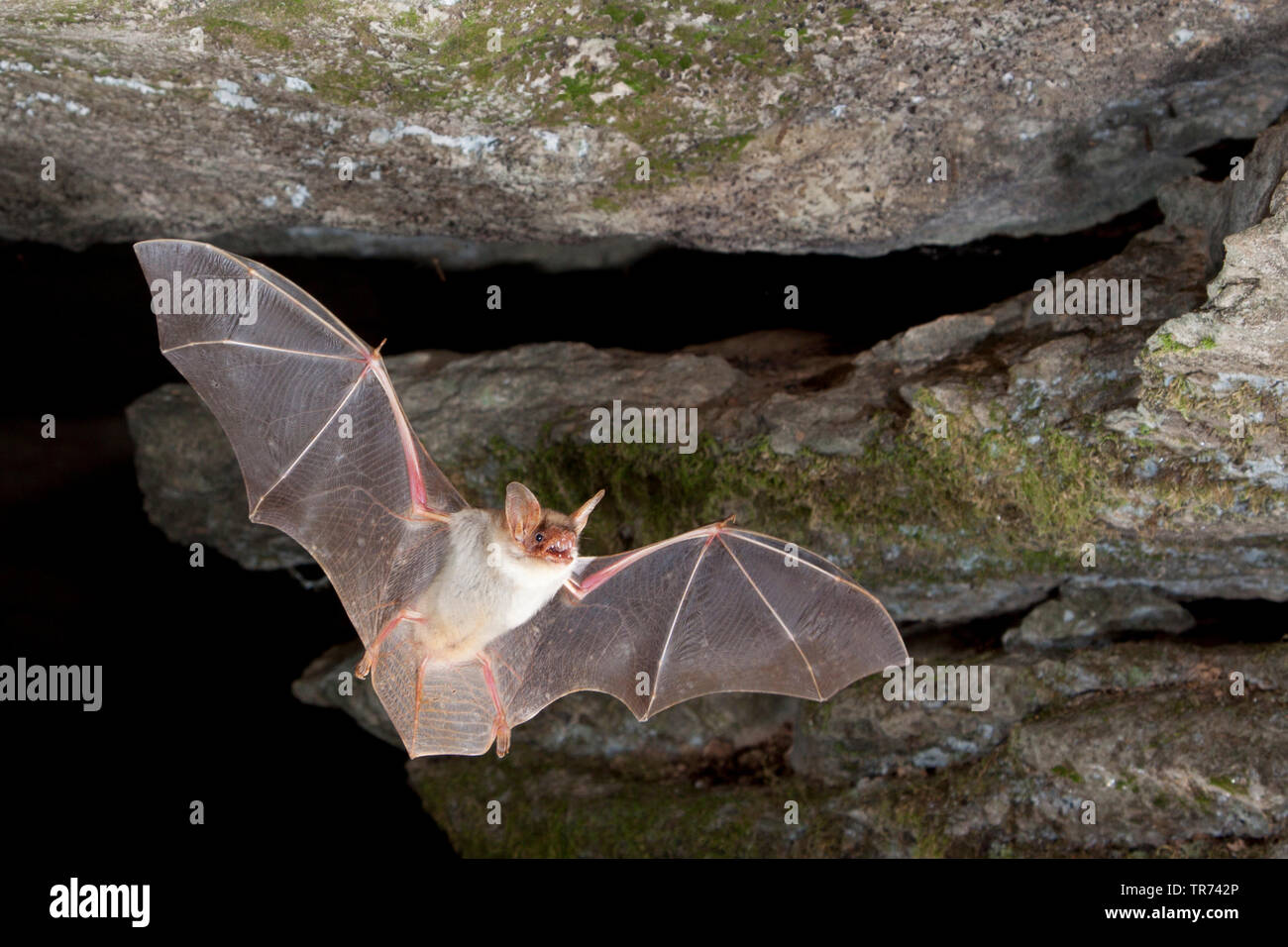 Greater Mouse-eared bat, Large Mouse-Eared Bat (Myotis myotis), leaving ...
