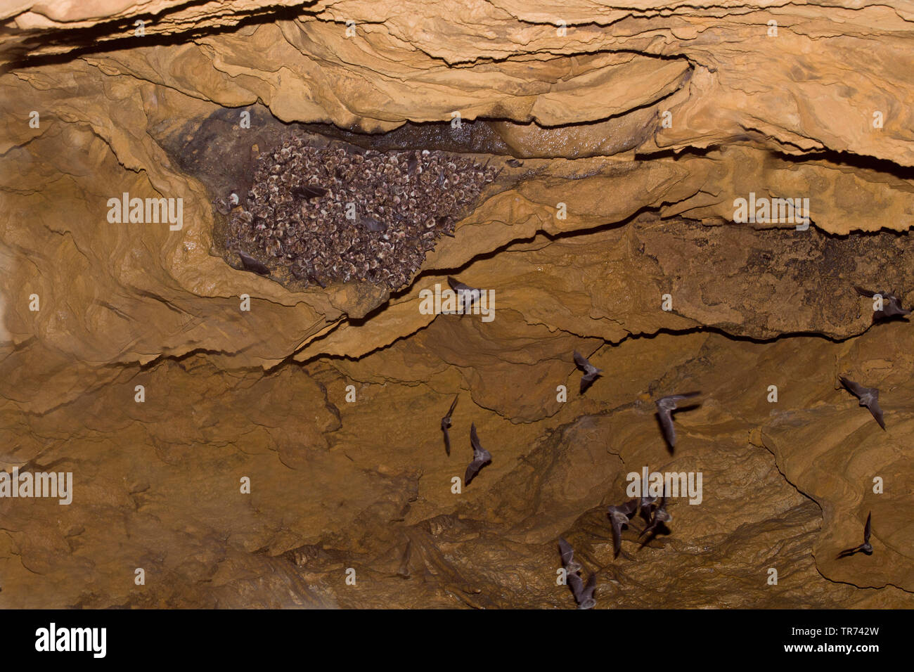 Greater Mouse-eared bat, Large Mouse-Eared Bat (Myotis myotis), in ...