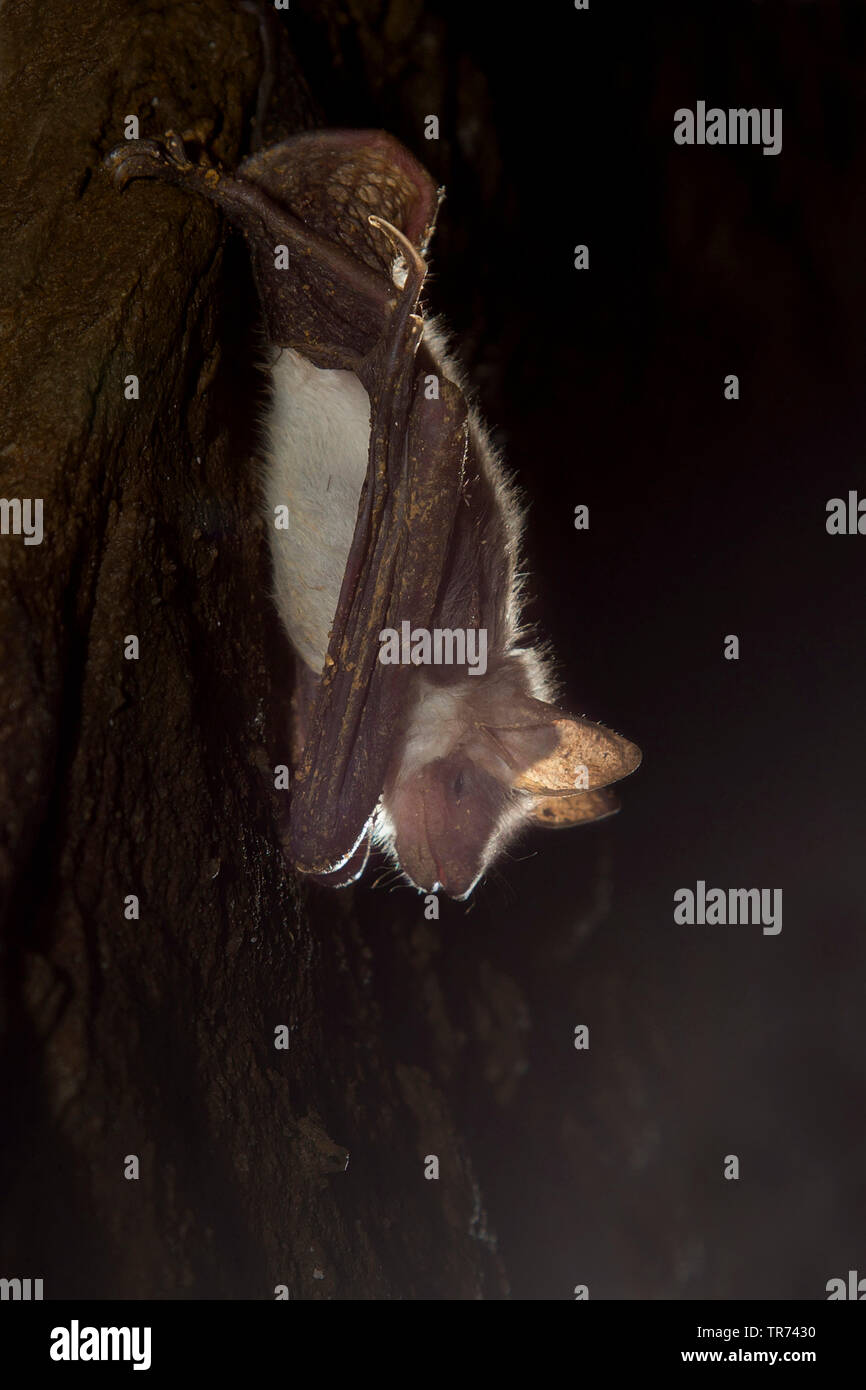 Greater Mouse-eared bat, Large Mouse-Eared Bat (Myotis myotis), hanging ...