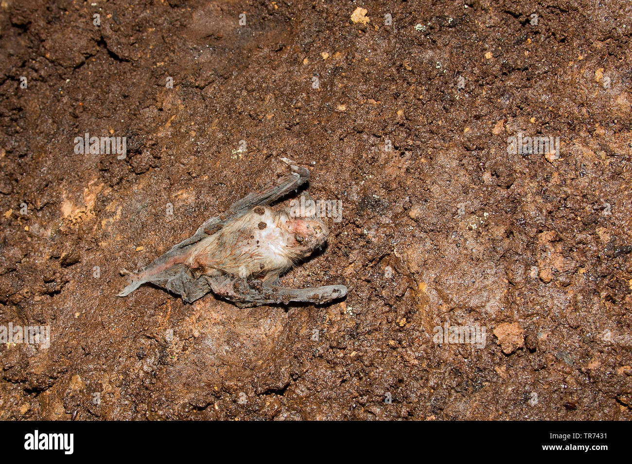 Greater Mouse-eared bat, Large Mouse-Eared Bat (Myotis myotis), young ...
