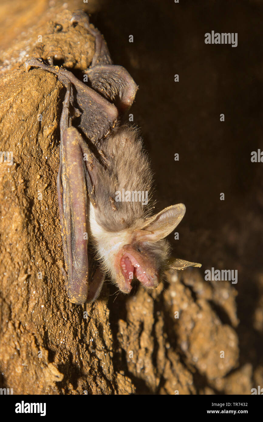 Greater Mouse-eared bat, Large Mouse-Eared Bat (Myotis myotis), hanging ...