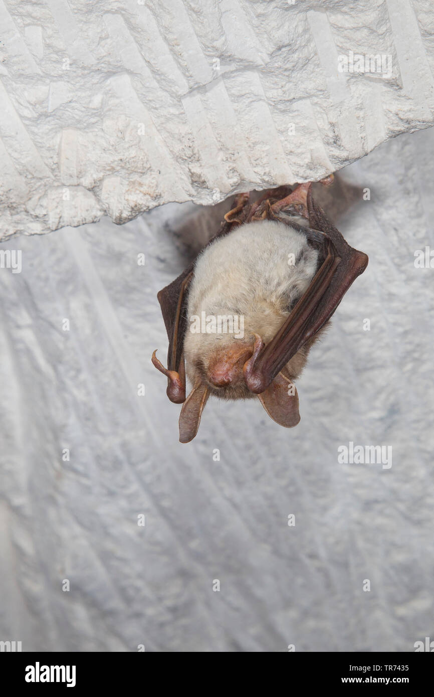 Greater Mouse-eared bat, Large Mouse-Eared Bat (Myotis myotis), in ...
