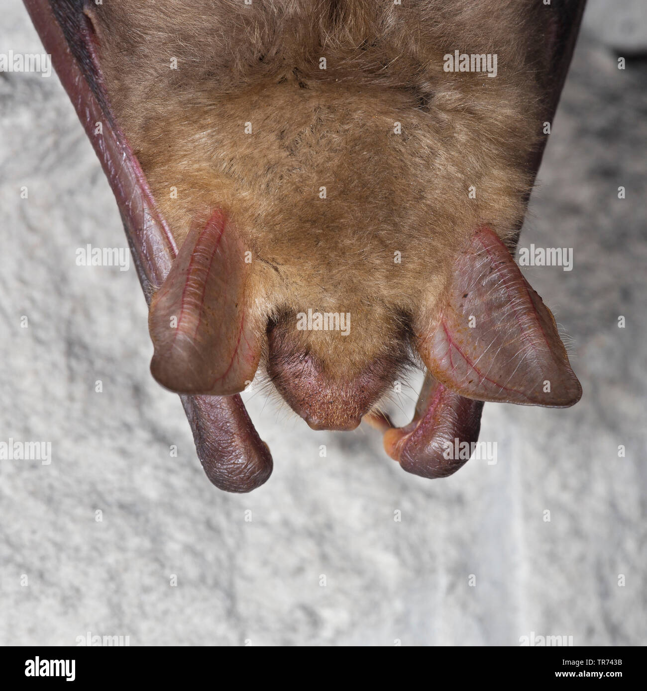 Greater Mouse-eared bat, Large Mouse-Eared Bat (Myotis myotis), in ...