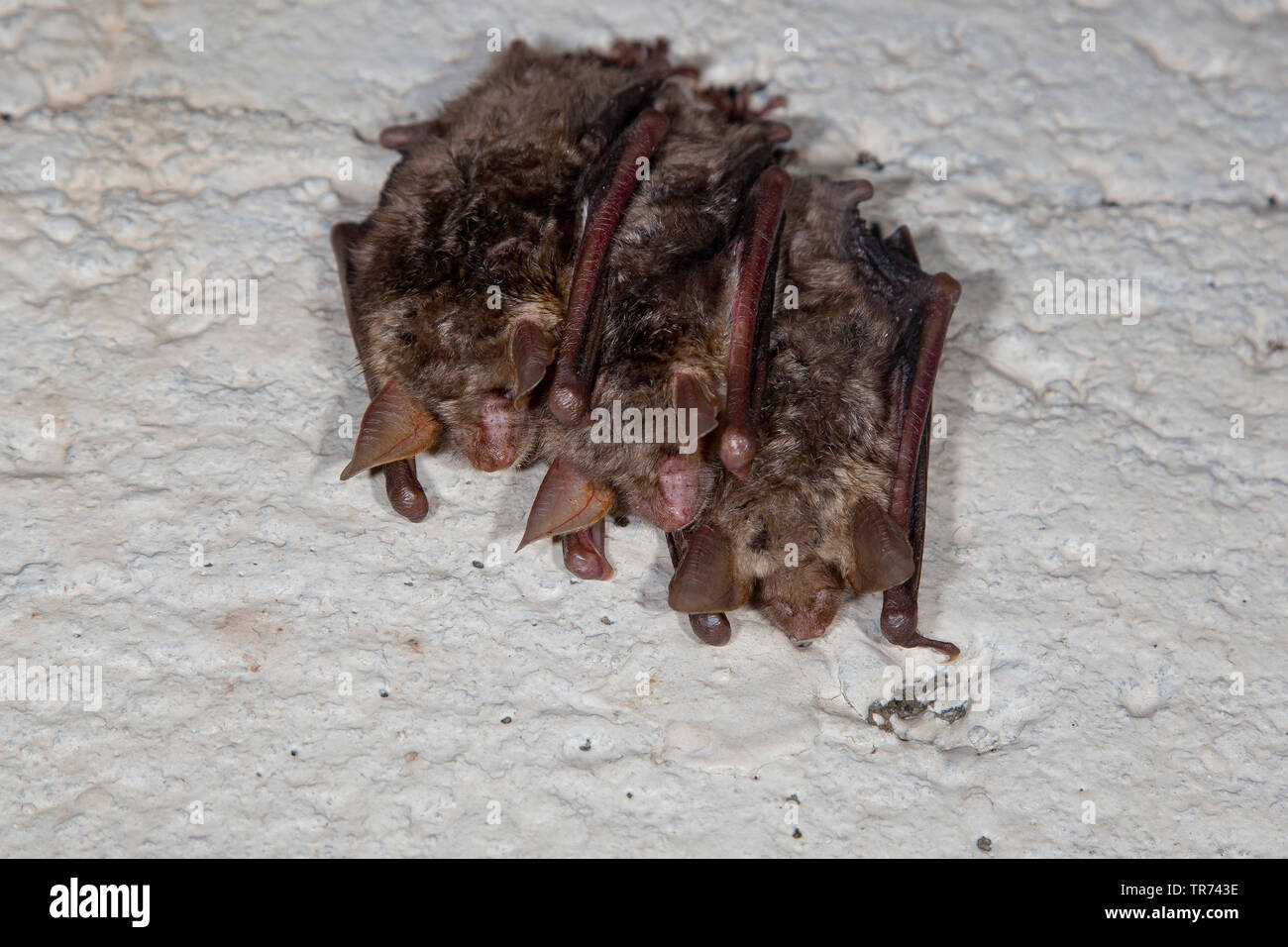 Greater Mouse-eared bat, Large Mouse-Eared Bat (Myotis myotis), colony ...