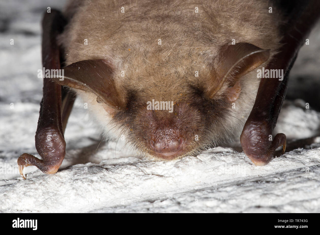 Greater Mouse-eared bat, Large Mouse-Eared Bat (Myotis myotis), in ...