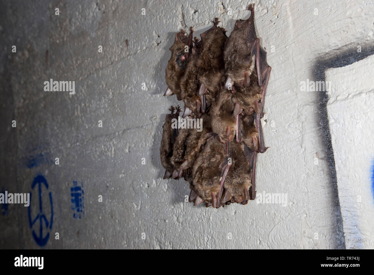 Greater Mouse-eared bat, Large Mouse-Eared Bat (Myotis myotis), colony ...