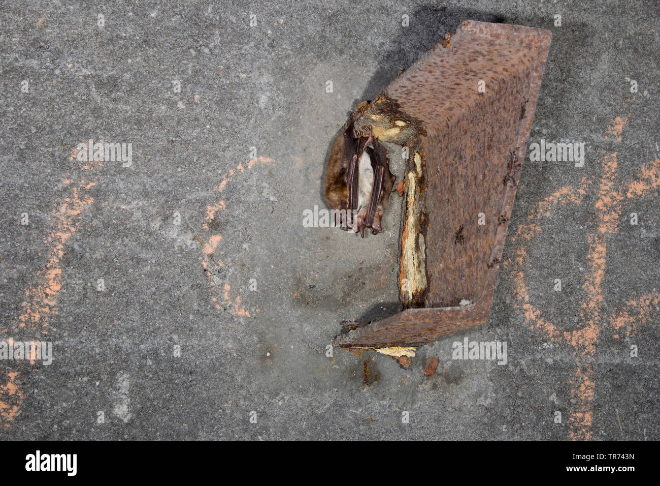 Greater Mouse-eared bat, Large Mouse-Eared Bat (Myotis myotis), in ...