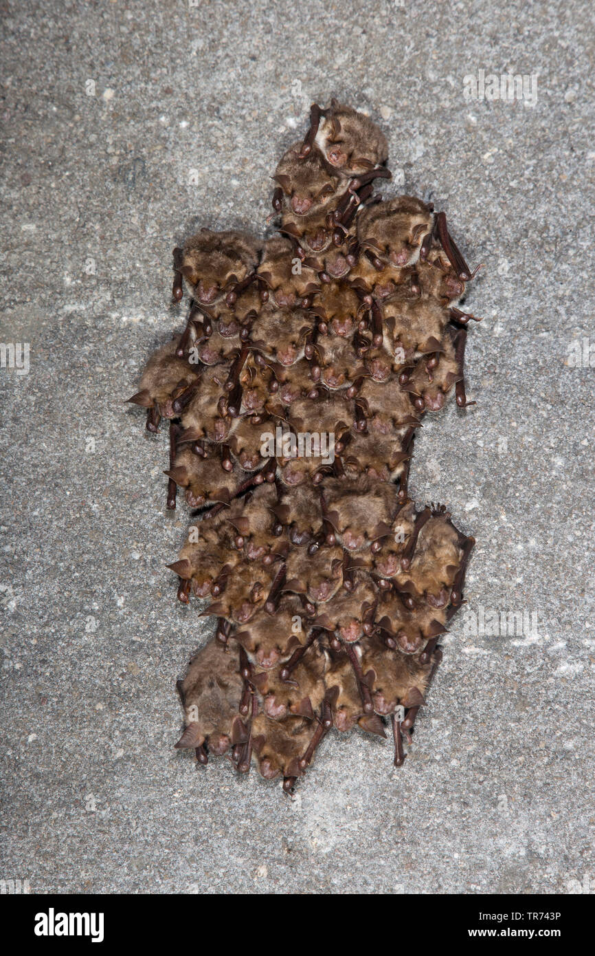 Greater Mouse-eared bat, Large Mouse-Eared Bat (Myotis myotis), colony ...