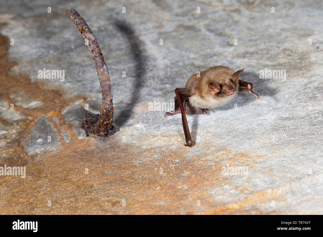 Greater Mouse-eared bat, Large Mouse-Eared Bat (Myotis myotis), in ...