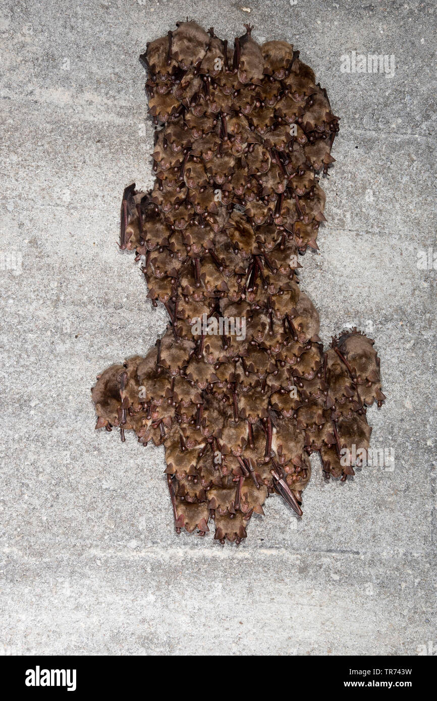 Greater Mouse-eared bat, Large Mouse-Eared Bat (Myotis myotis), colony ...