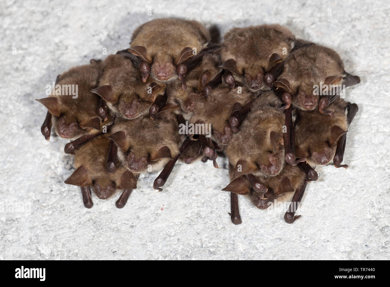 Greater Mouse-eared bat, Large Mouse-Eared Bat (Myotis myotis), colony ...