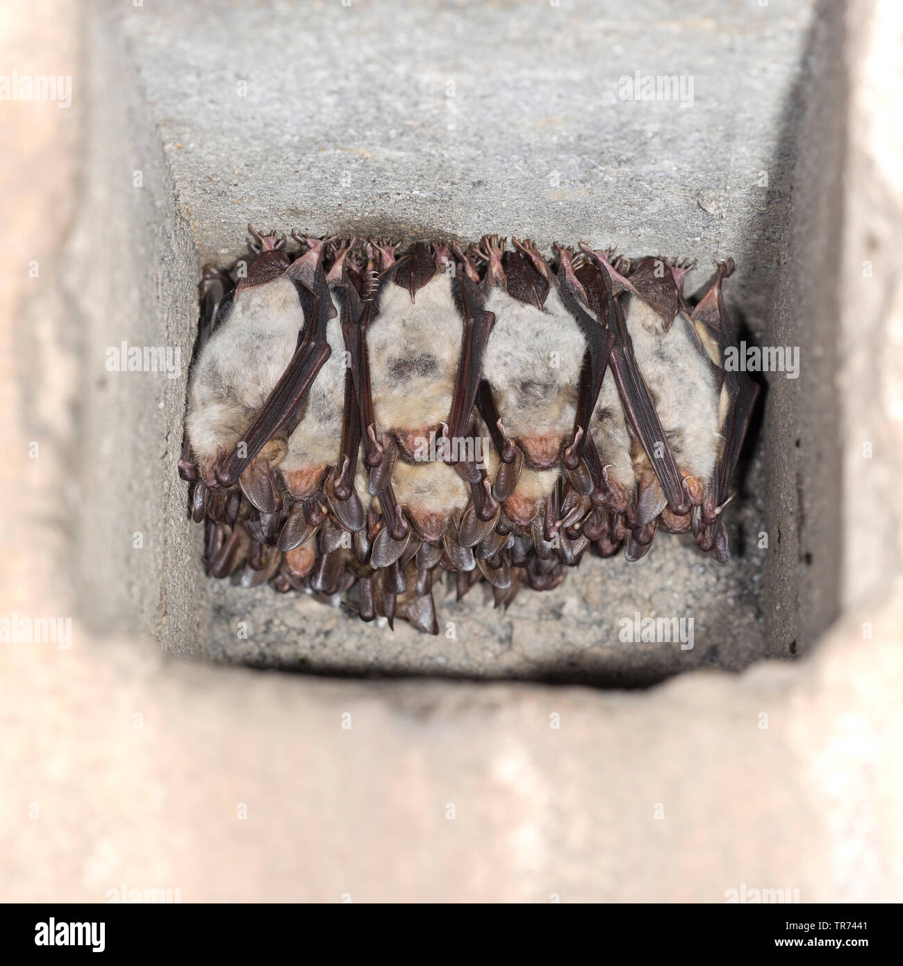 Greater Mouse-eared bat, Large Mouse-Eared Bat (Myotis myotis), colony ...