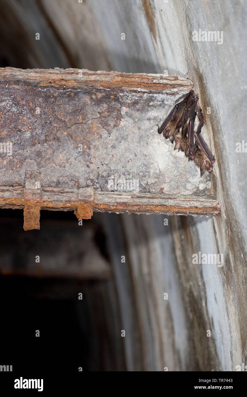 Greater Mouse-eared bat, Large Mouse-Eared Bat (Myotis myotis), in ...