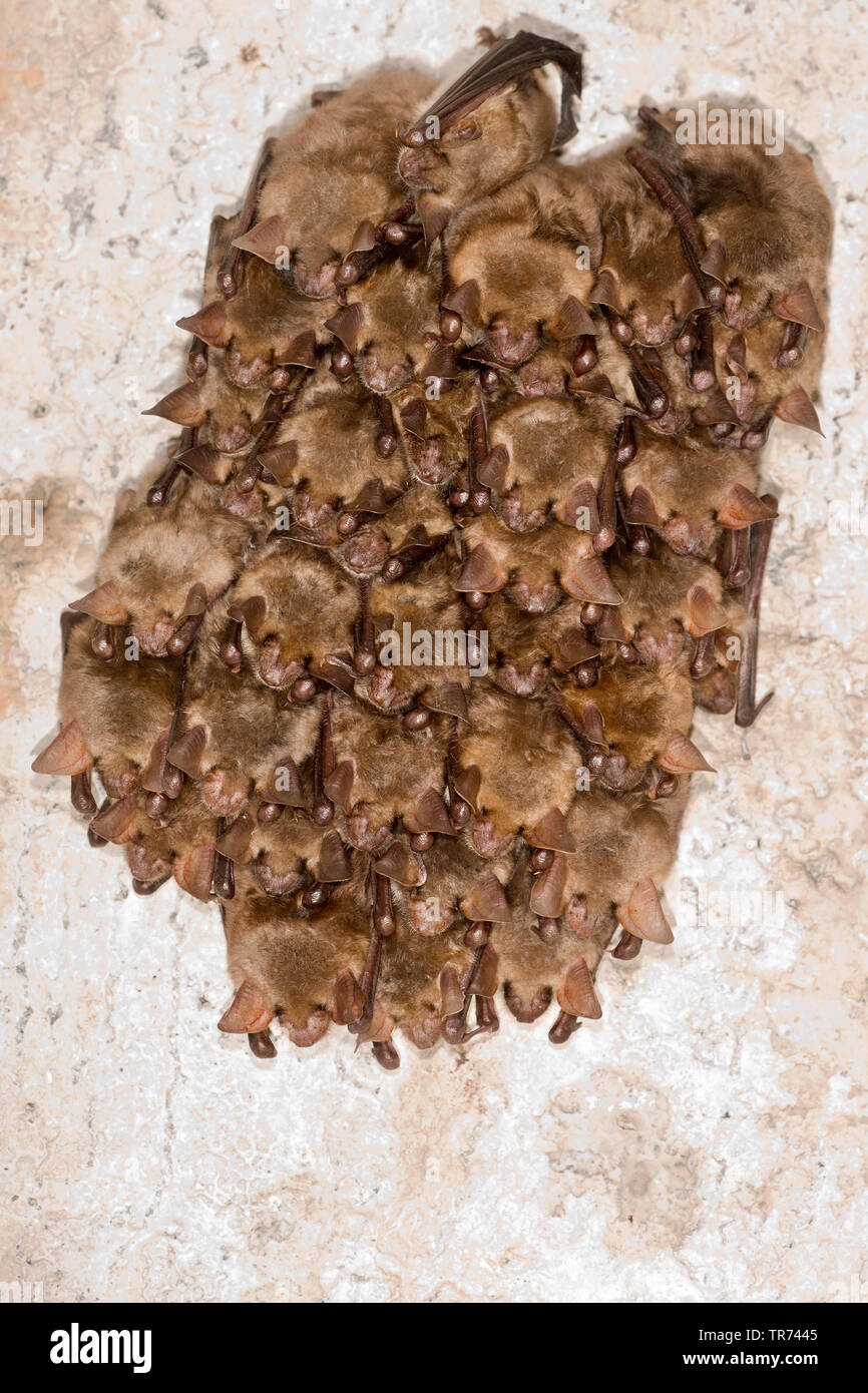 Greater Mouse-eared bat, Large Mouse-Eared Bat (Myotis myotis), colony ...