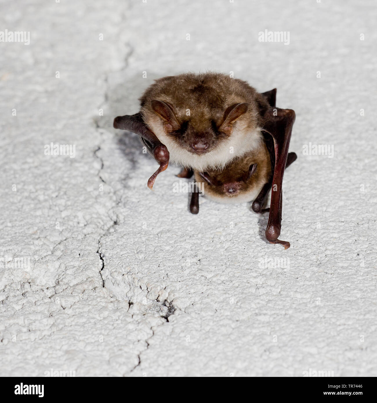 Greater Mouse-eared bat, Large Mouse-Eared Bat (Myotis myotis), in ...