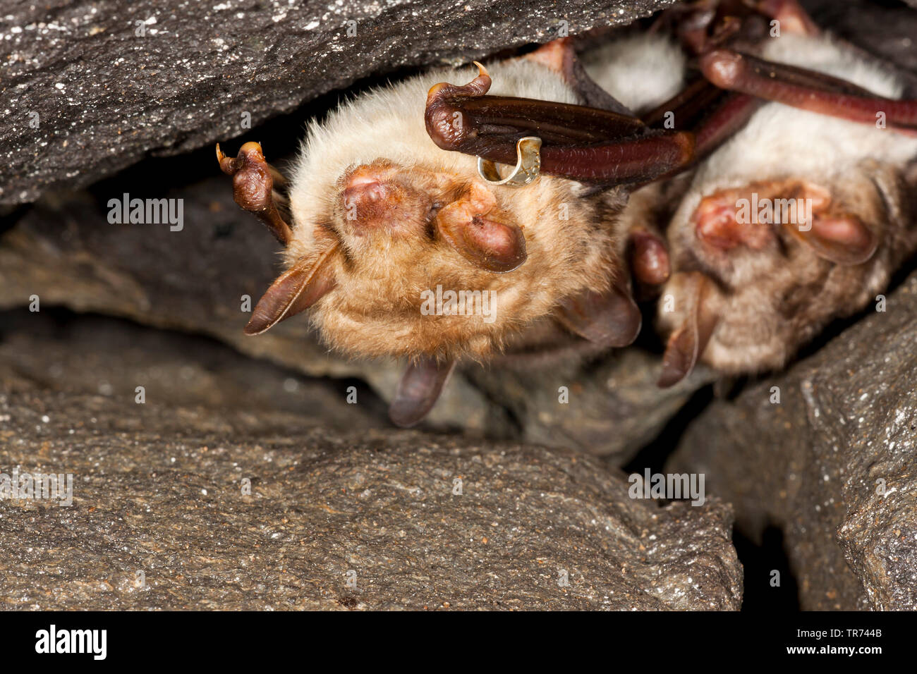 Greater Mouse-eared bat, Large Mouse-Eared Bat (Myotis myotis), group ...