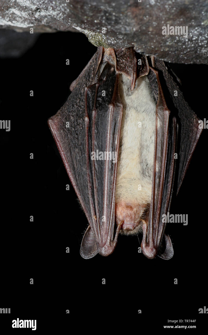 Greater Mouse-eared bat, Large Mouse-Eared Bat (Myotis myotis), hanging ...