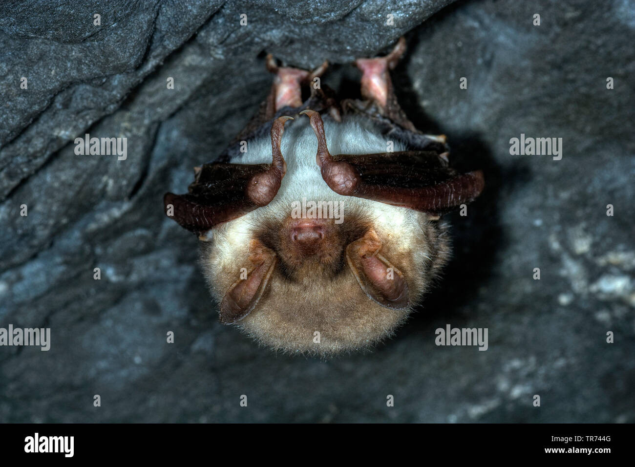 Greater Mouse-eared bat, Large Mouse-Eared Bat (Myotis myotis), hanging ...
