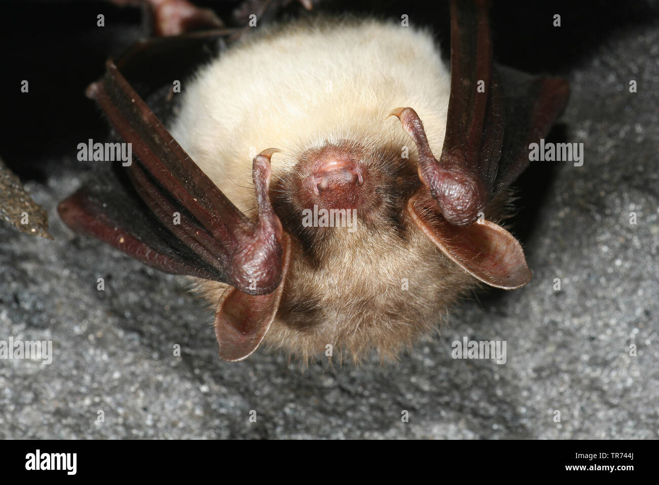 Greater Mouse-eared bat, Large Mouse-Eared Bat (Myotis myotis), hanging ...