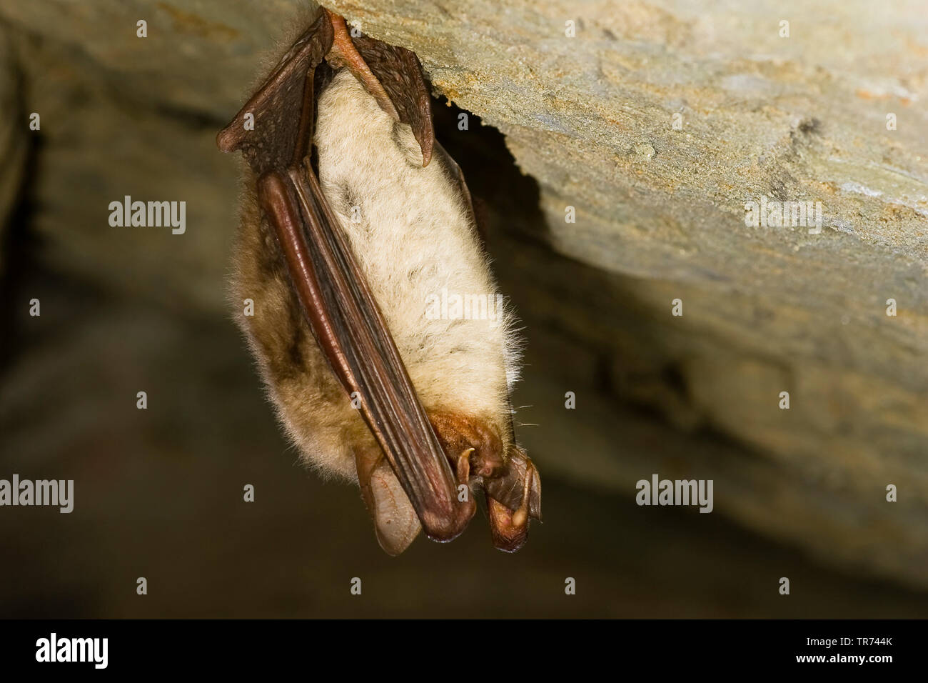 Greater Mouse-eared bat, Large Mouse-Eared Bat (Myotis myotis), hanging ...