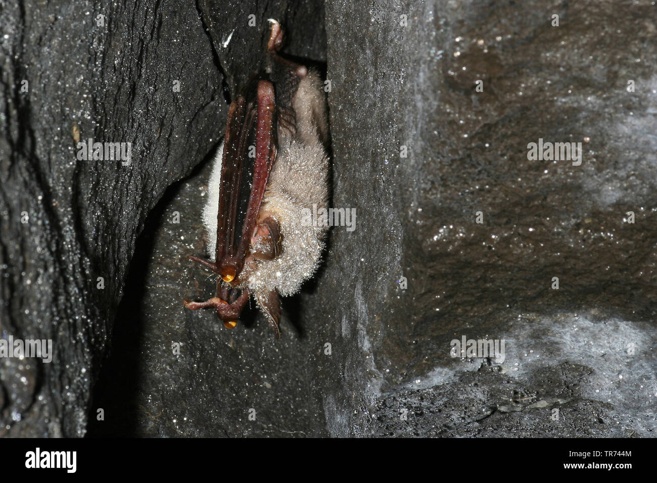 Greater Mouse-eared bat, Large Mouse-Eared Bat (Myotis myotis), hanging ...