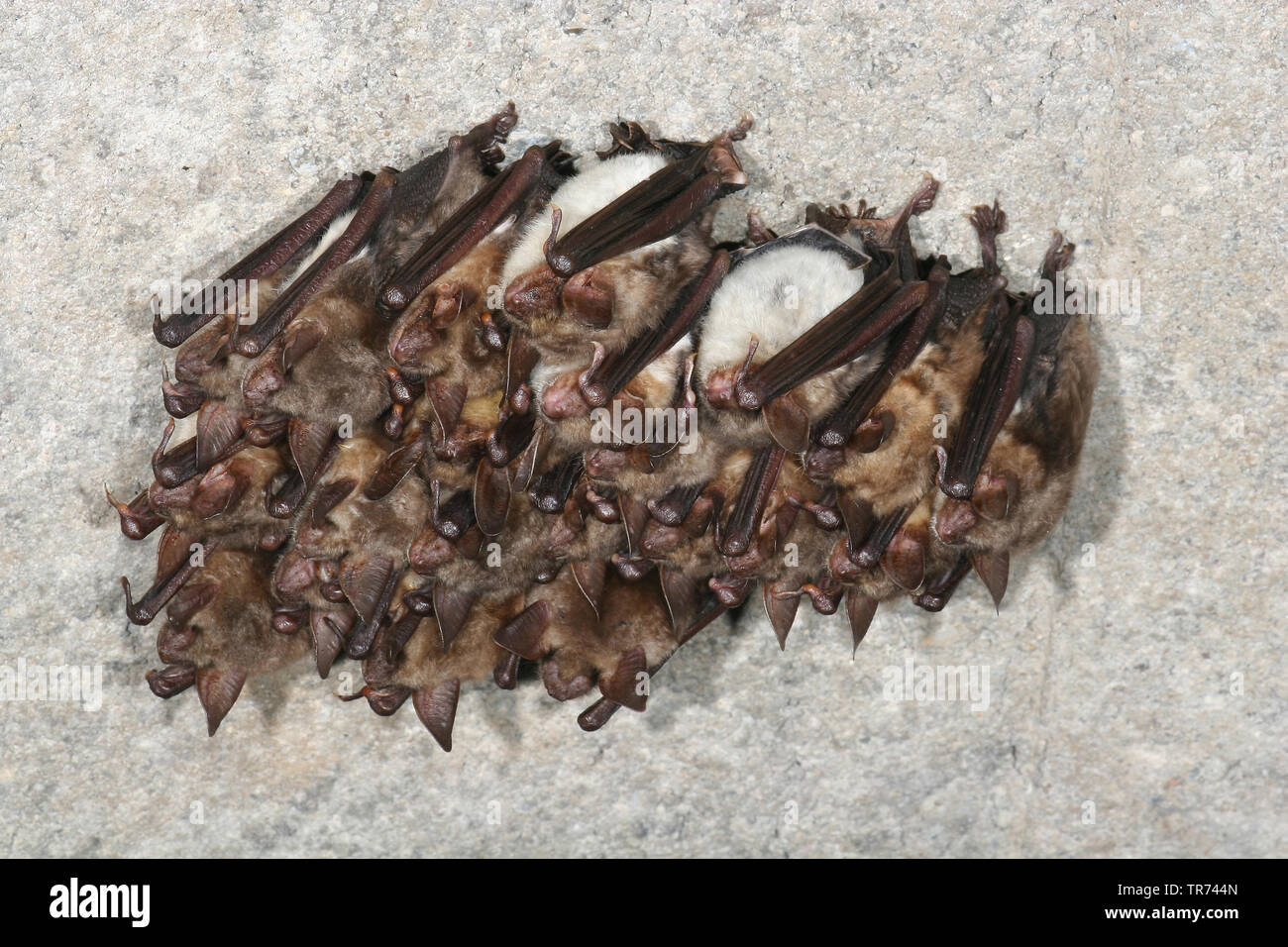 Greater Mouse-eared bat, Large Mouse-Eared Bat (Myotis myotis), group ...