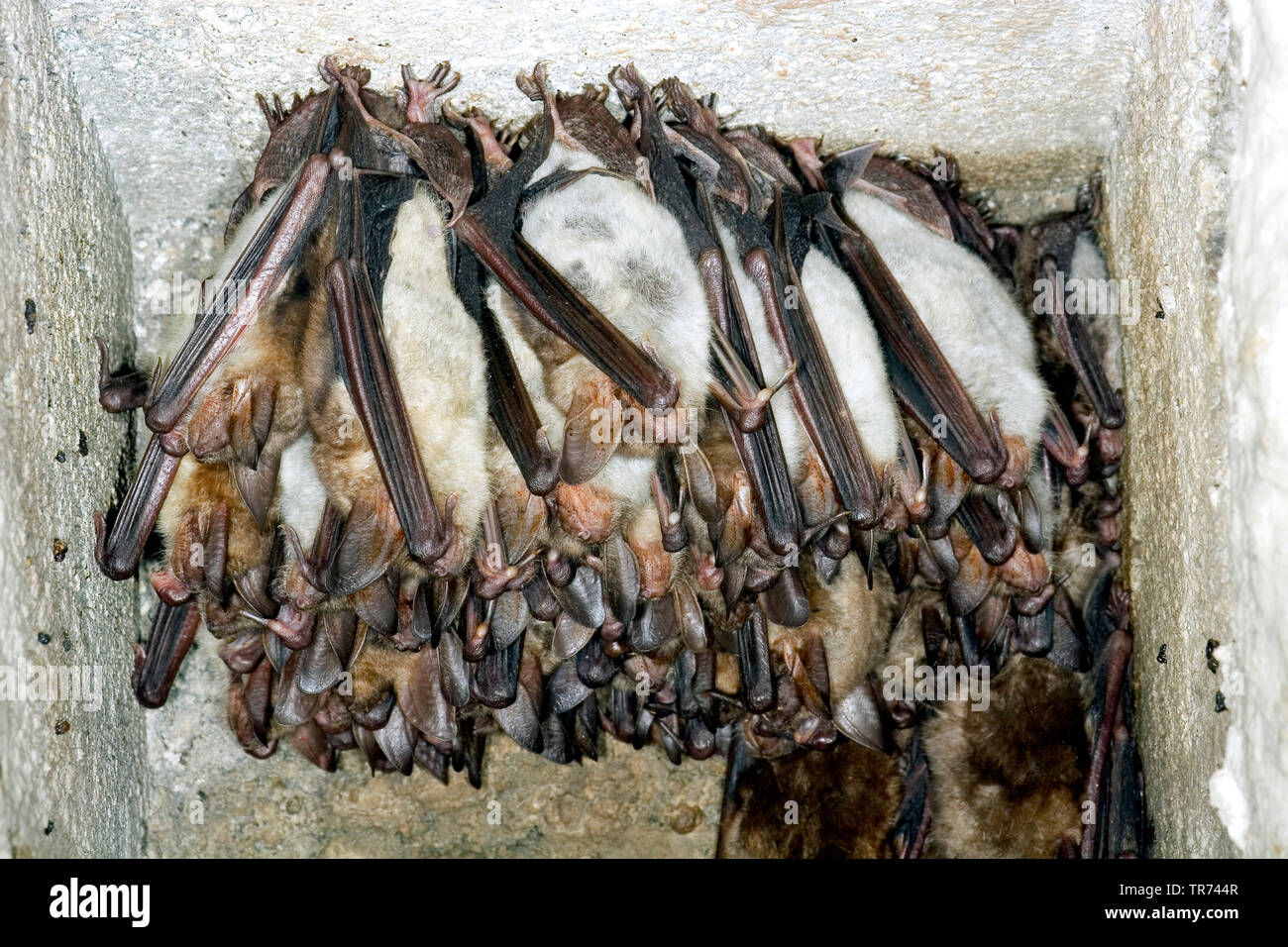 Greater Mouse-eared bat, Large Mouse-Eared Bat (Myotis myotis), group ...