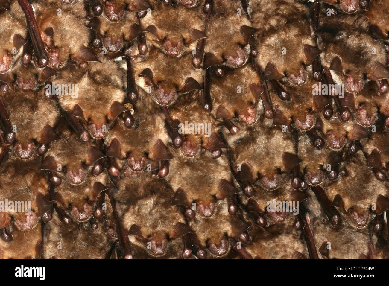 Greater Mouse-eared bat, Large Mouse-Eared Bat (Myotis myotis), group ...