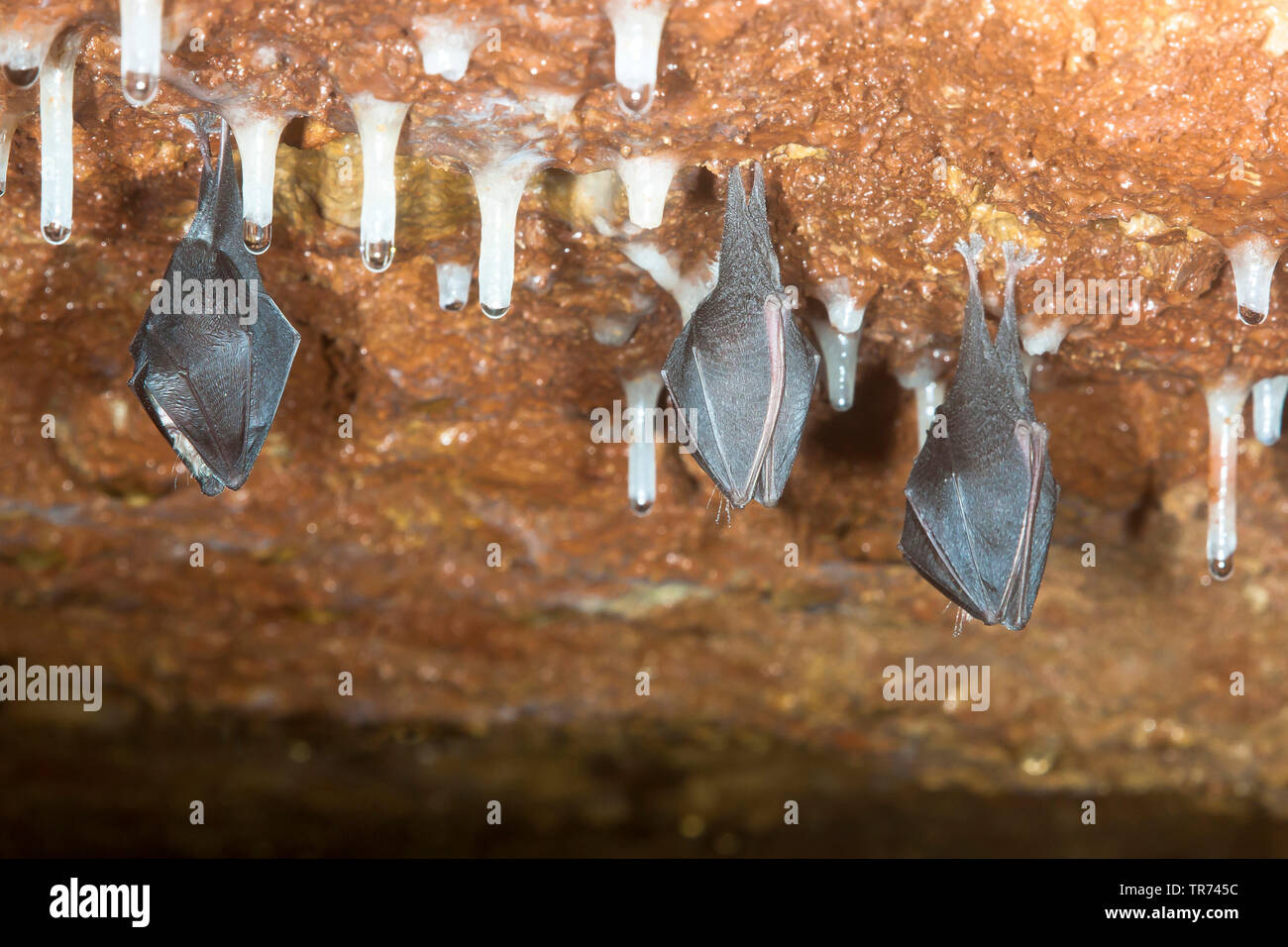 Lesser horseshoe bat (Rhinolophus hipposideros), Lesser horseshoe bats ...