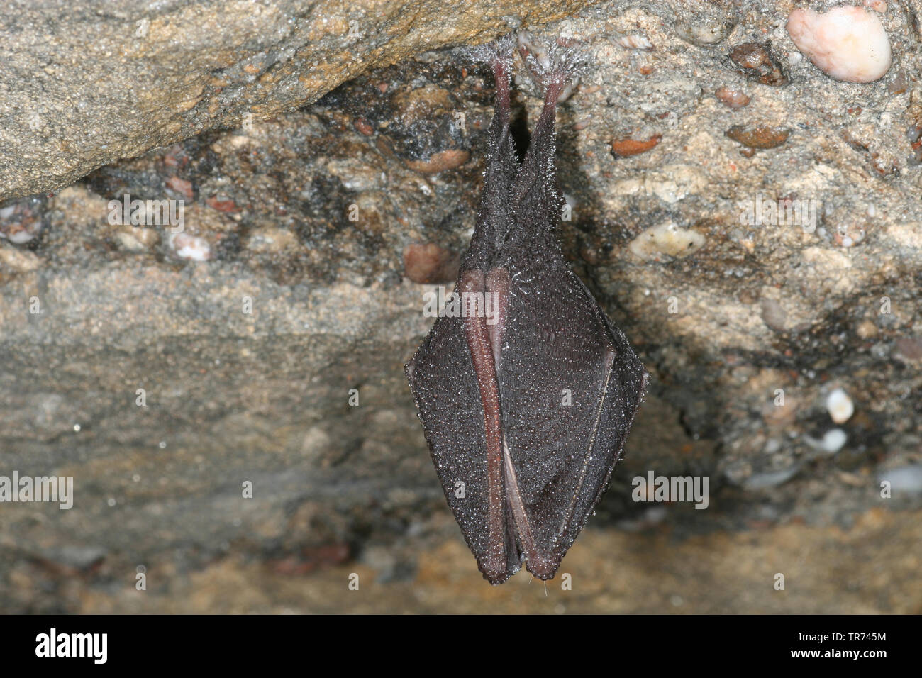 Lesser horseshoe bat (Rhinolophus hipposideros), hanging headlong at a ...