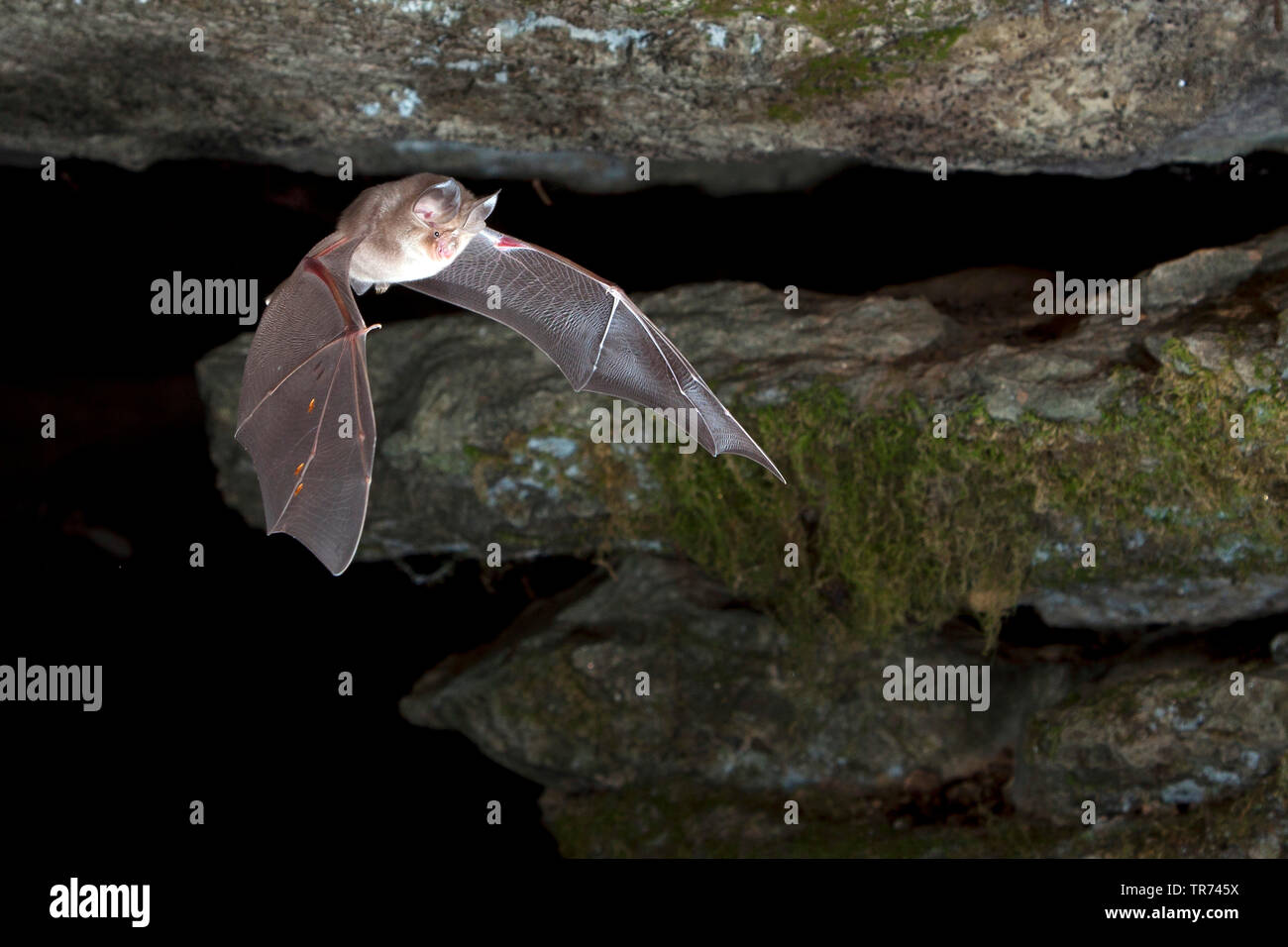 Mediterranean horseshoe bat (Rhinolophus euryale), leaving cave for ...