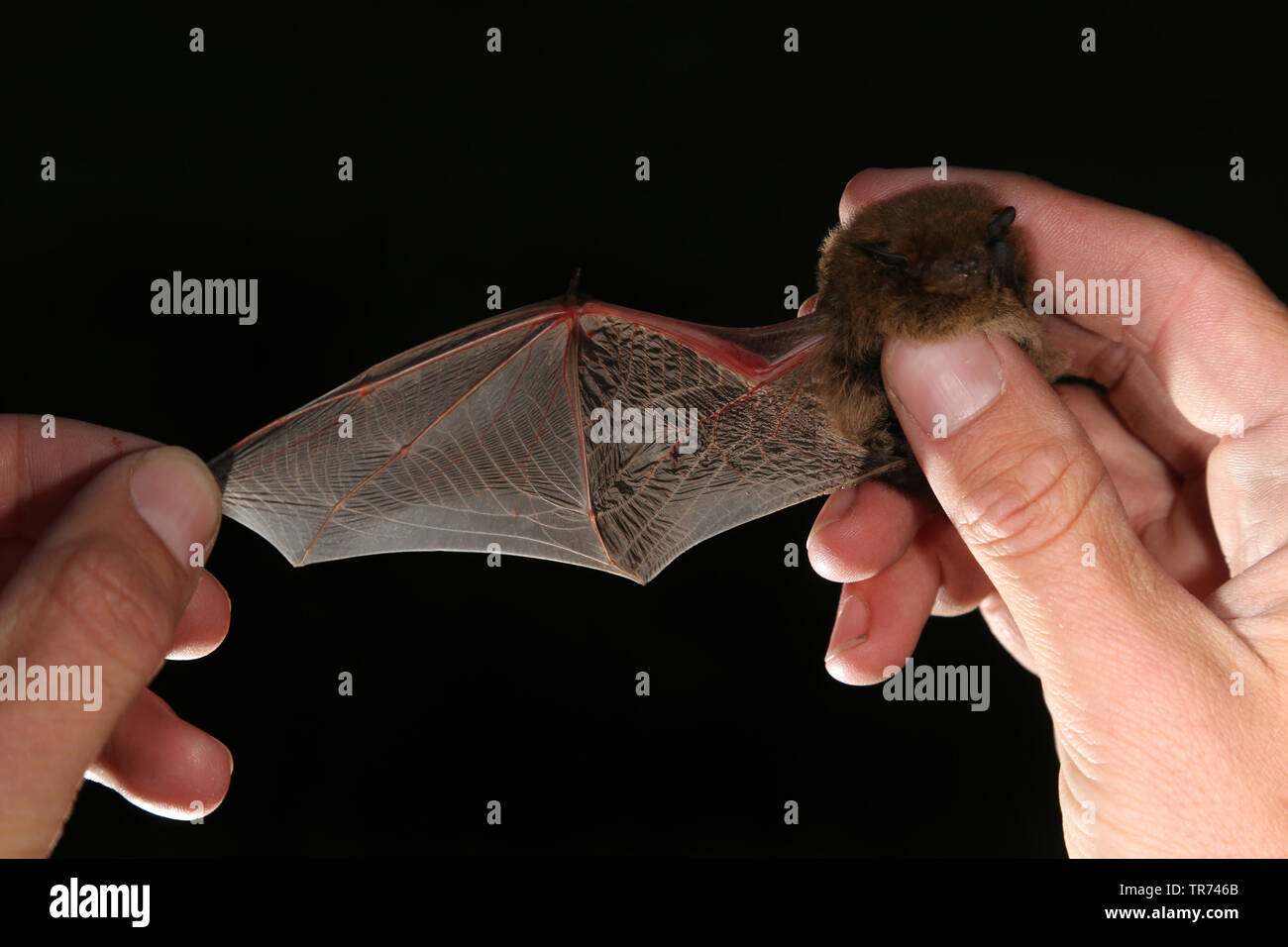 Nathusius' pipistrelle (Pipistrellus nathusii), bat researcher ...