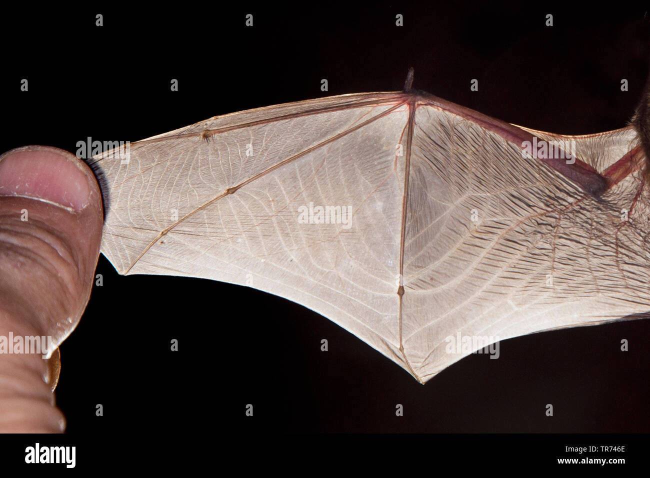 Nathusius' pipistrelle (Pipistrellus nathusii), bat researcher ...