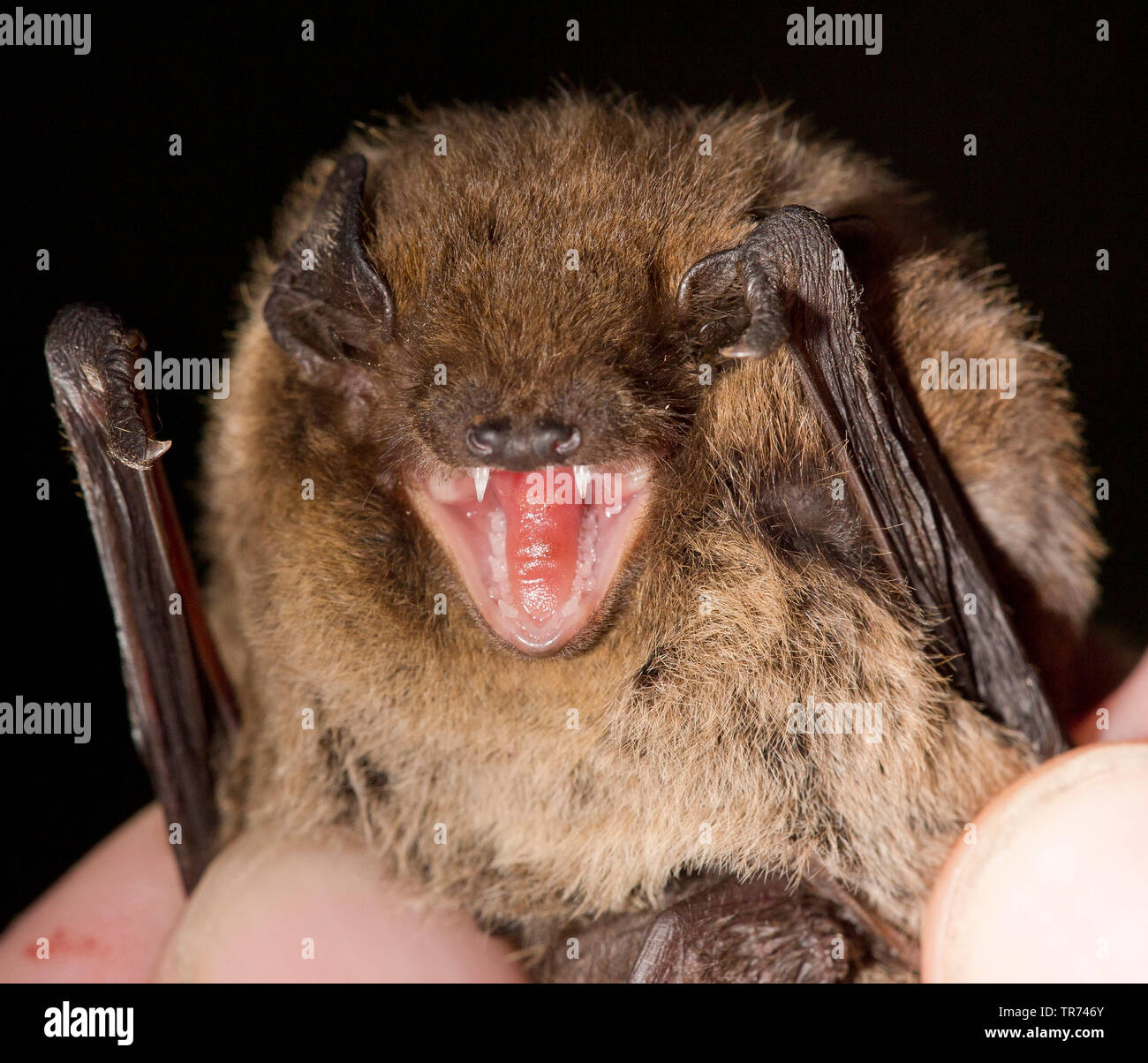 Nathusius' pipistrelle (Pipistrellus nathusii), threatening in the ...