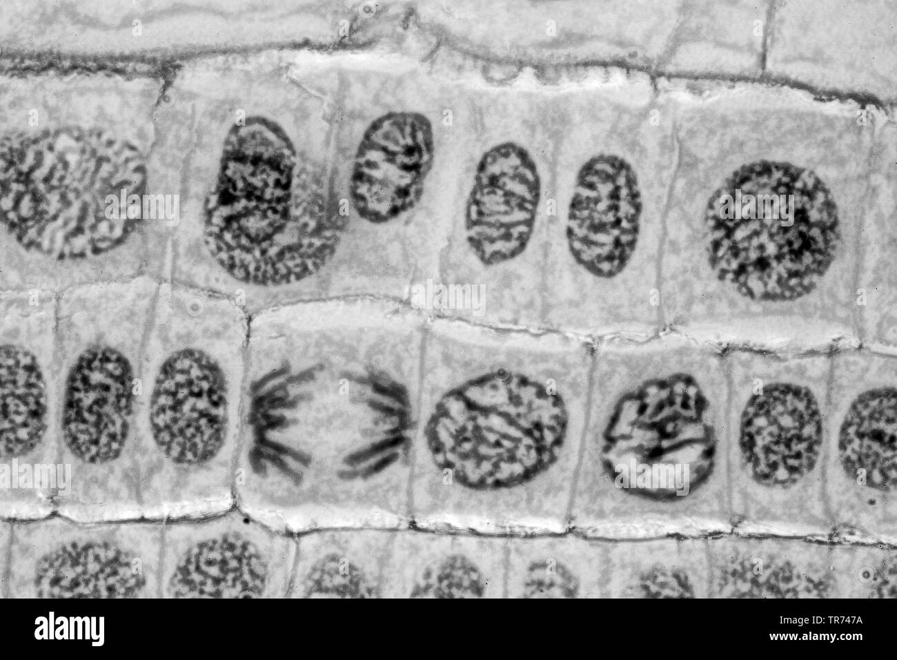 Plant Cell High Resolution Stock Photography and Images - Alamy