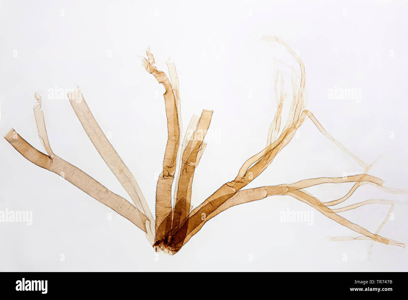 spiracles of an insect, x 60, Germany Stock Photo - Alamy