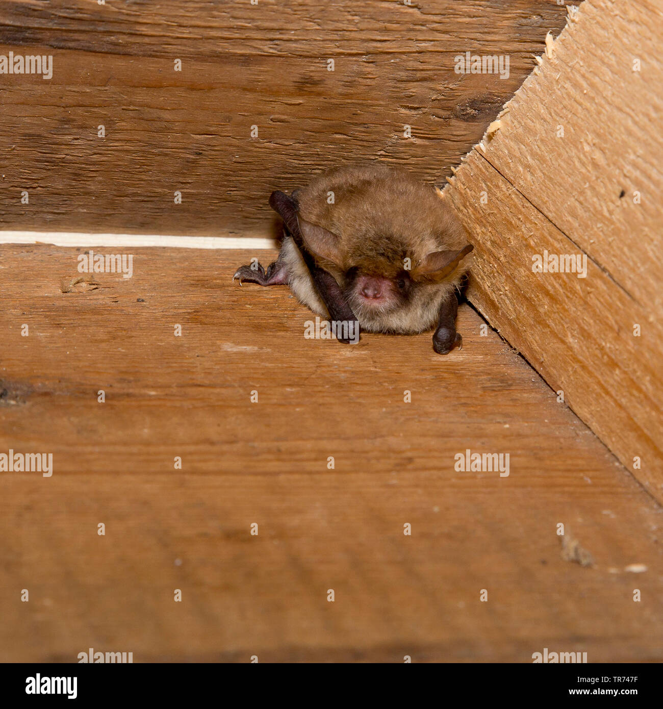 Natterer's bat (Myotis nattereri), in a bat box, Netherlands Stock ...