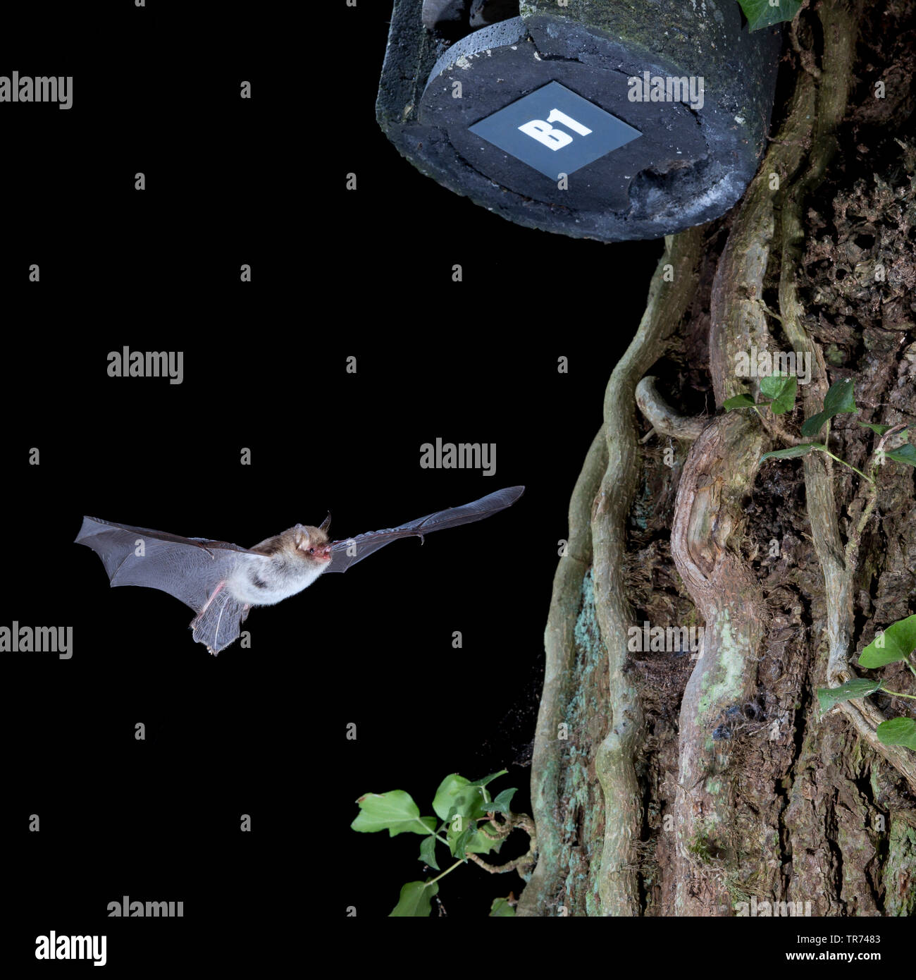 Natterer's bat (Myotis nattereri), flying in front of batbox ...