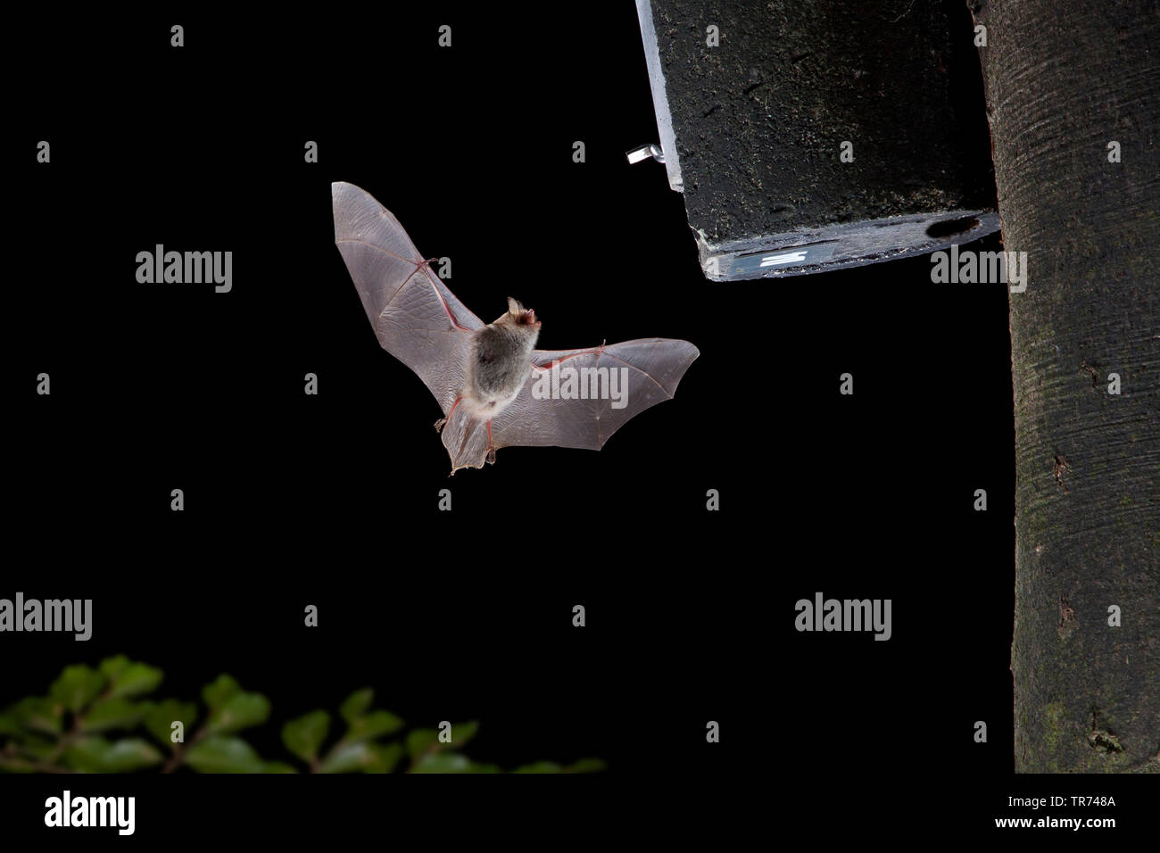 Natterer's bat (Myotis nattereri), flying in front of batbox ...