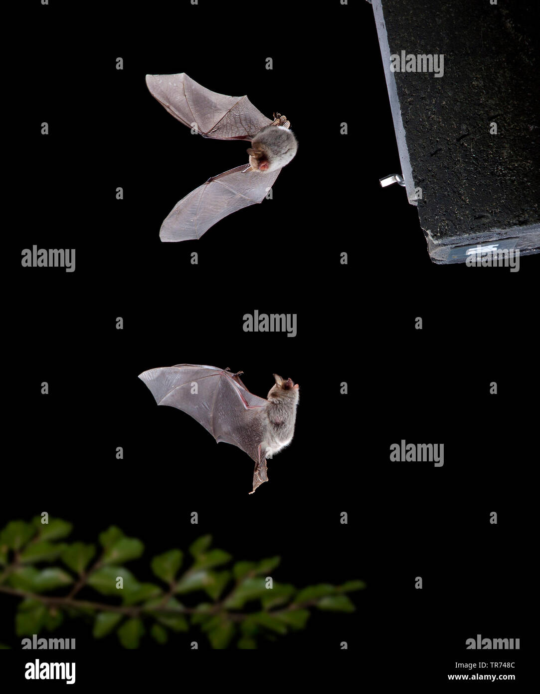 Natterer's bat (Myotis nattereri), two individuals flying in front of ...