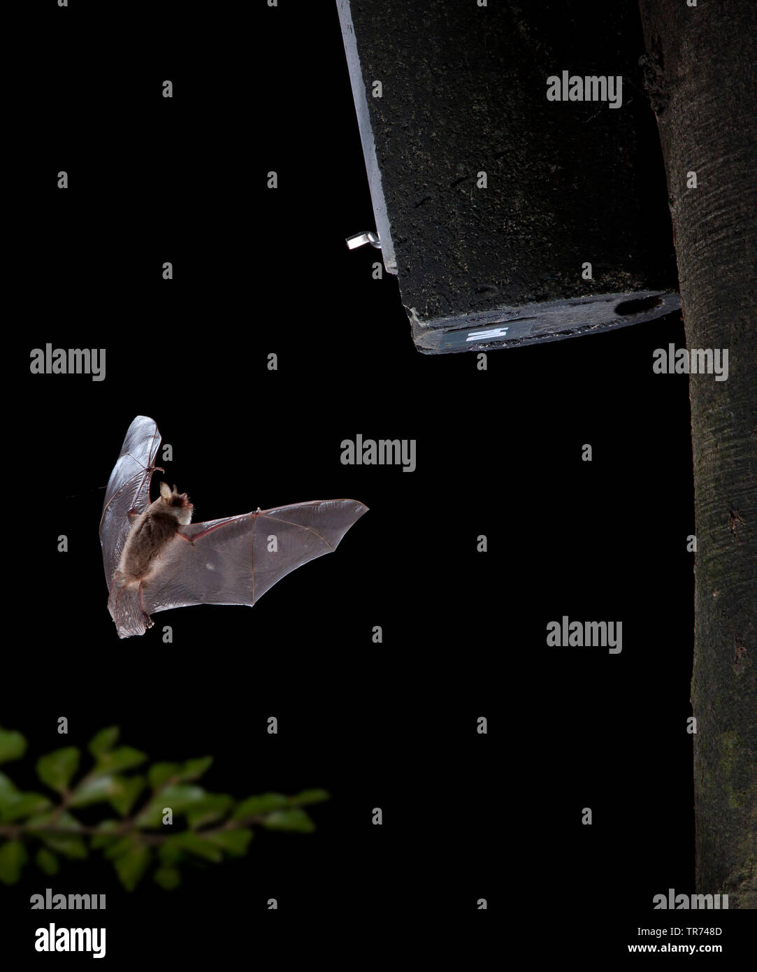 Natterer's bat (Myotis nattereri), flying in front of batbox ...