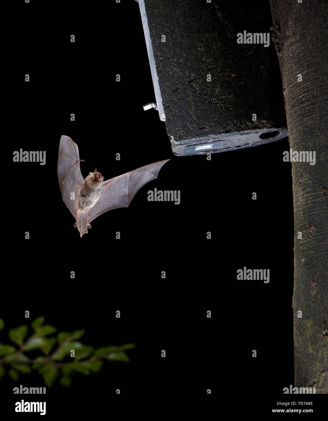 Natterer's bat (Myotis nattereri), flying in front of batbox ...