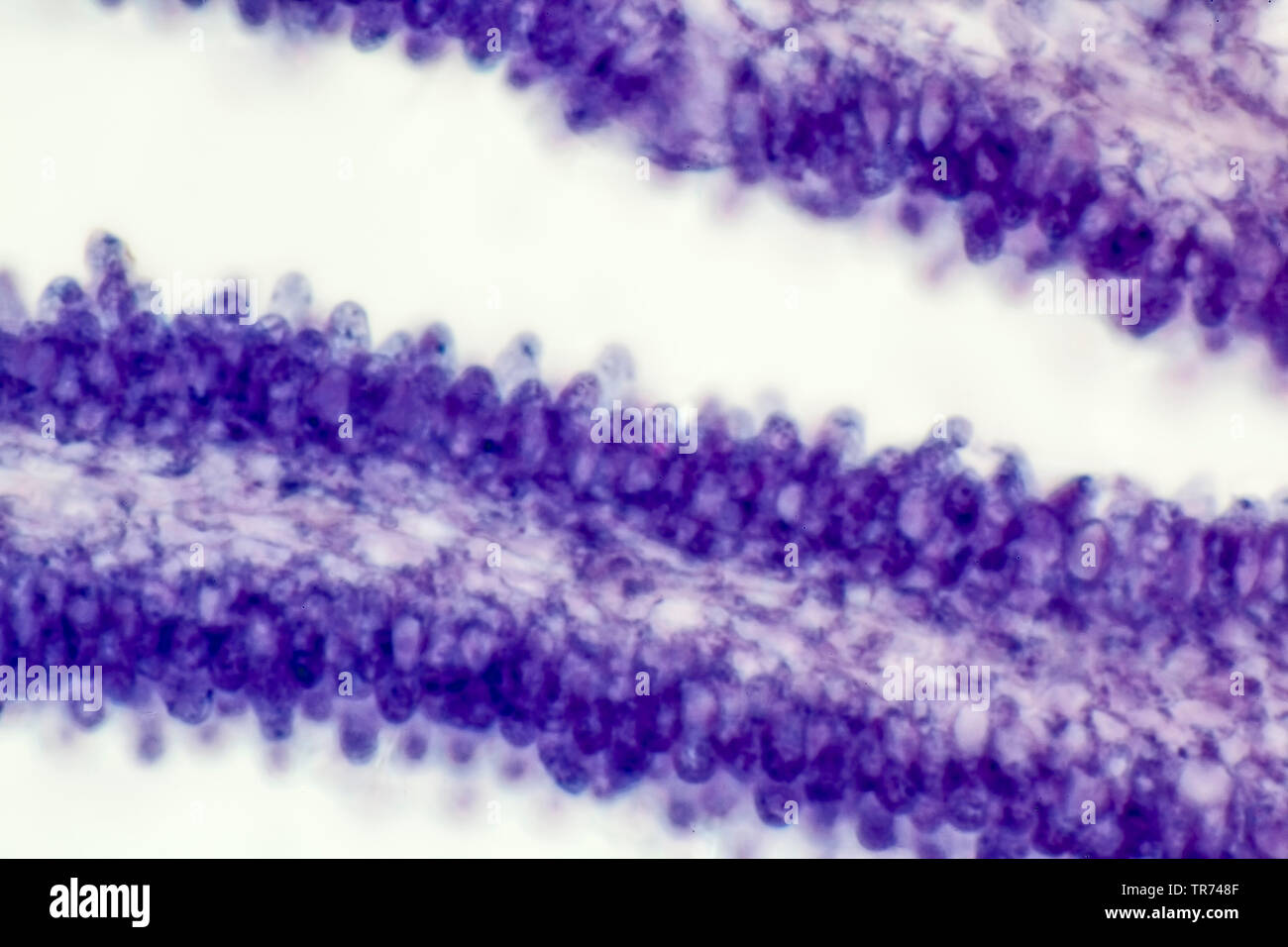 Mushroom spores microscope hi-res stock photography and images - Alamy