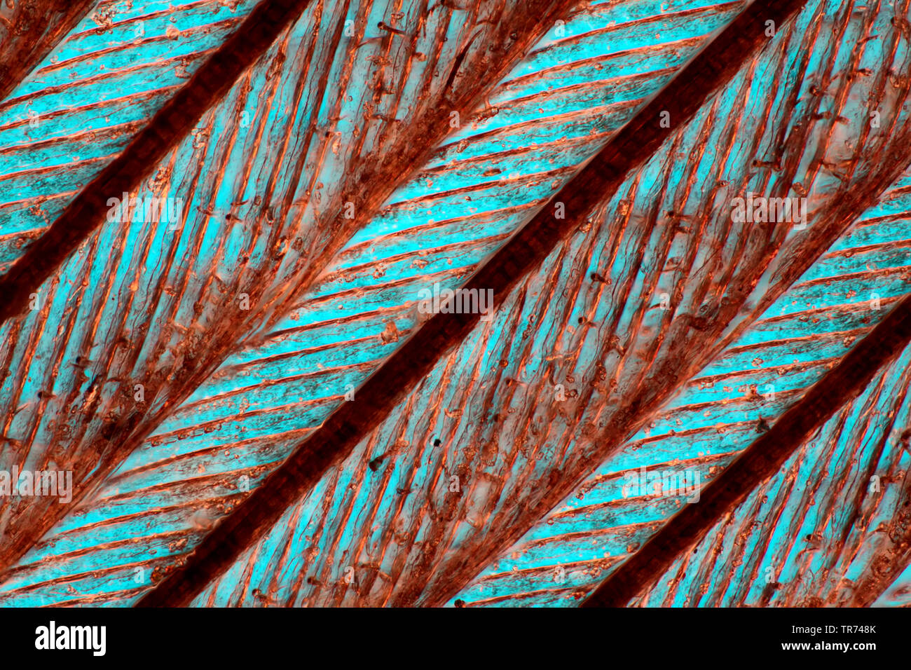 microscopical picture of a bird's feather, x 60, Germany Stock Photo ...