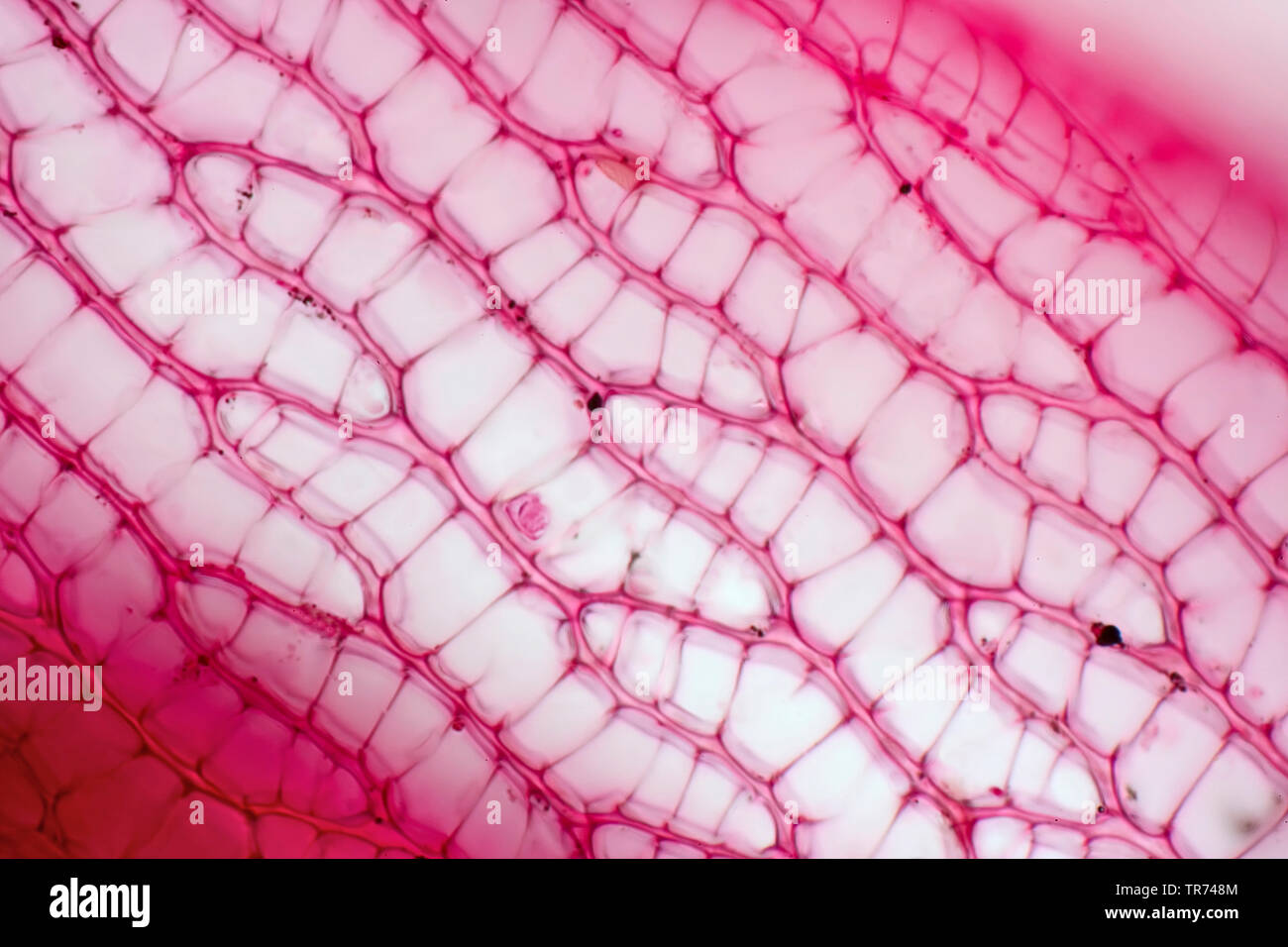 Peat moss microscope hi-res stock photography and images - Alamy