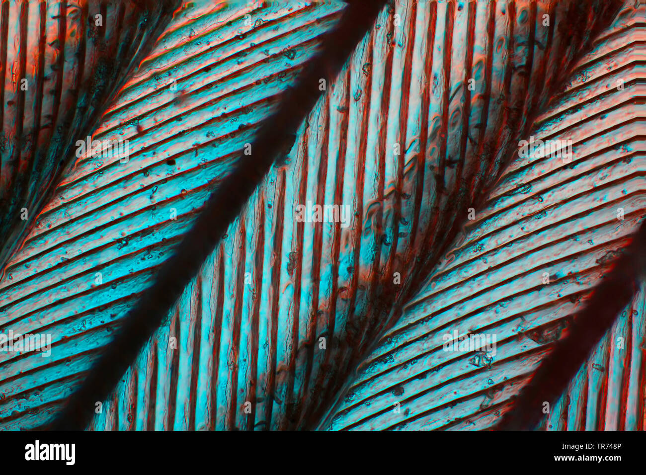 microscopical picture of a bird's feather, x 100, Germany Stock Photo ...