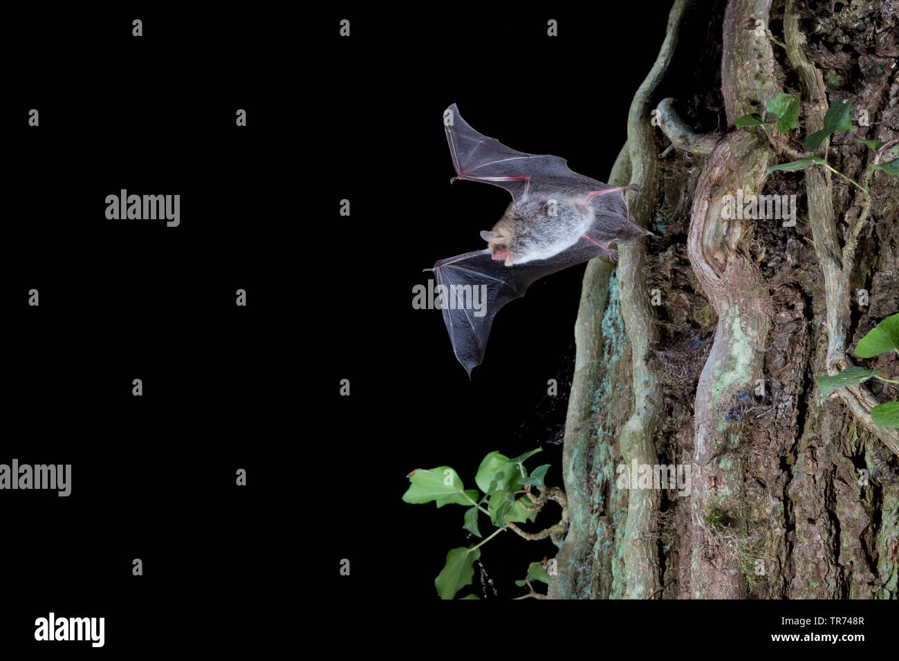 Natterer's bat (Myotis nattereri), hunting at night, Netherlands Stock ...