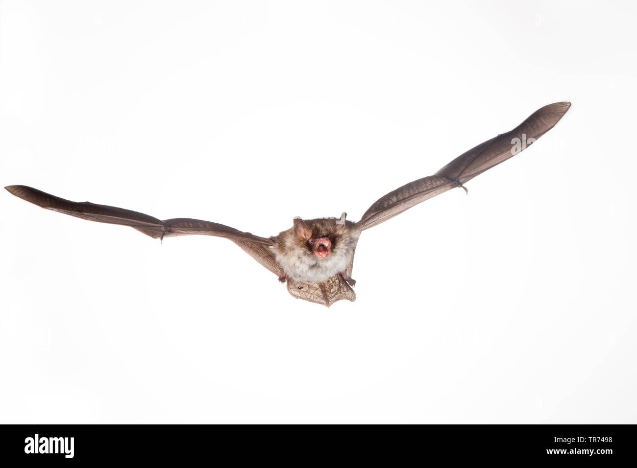 Natterer's bat (Myotis nattereri), flying, cutout, Netherlands Stock ...